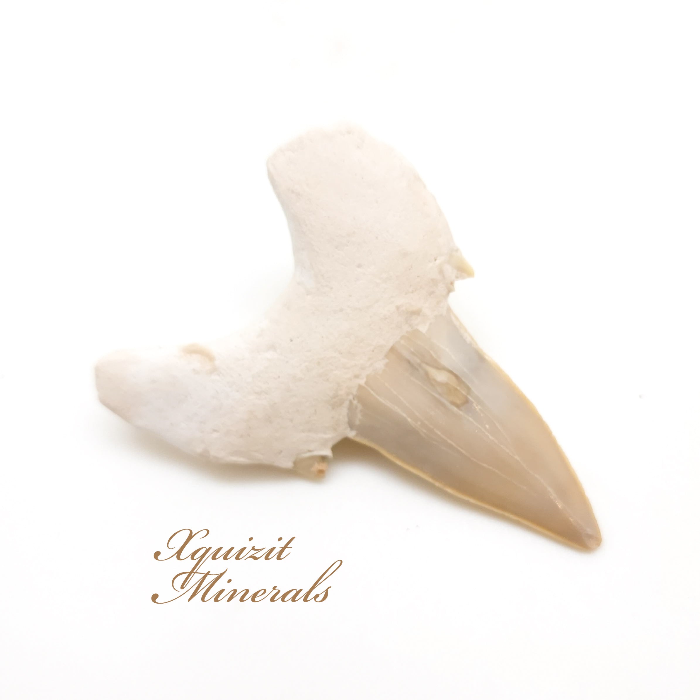 Fossils – Xquizit Minerals